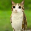 Иконка канала Огурчик 555