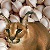 Иконка канала Телеканал Шлёпа
