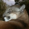 Иконка канала Puma 65