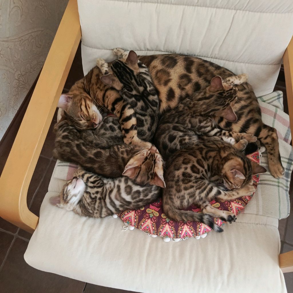 Иконка канала Kotiki_Bengal_nsk