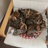 Иконка канала Kotiki_Bengal_nsk