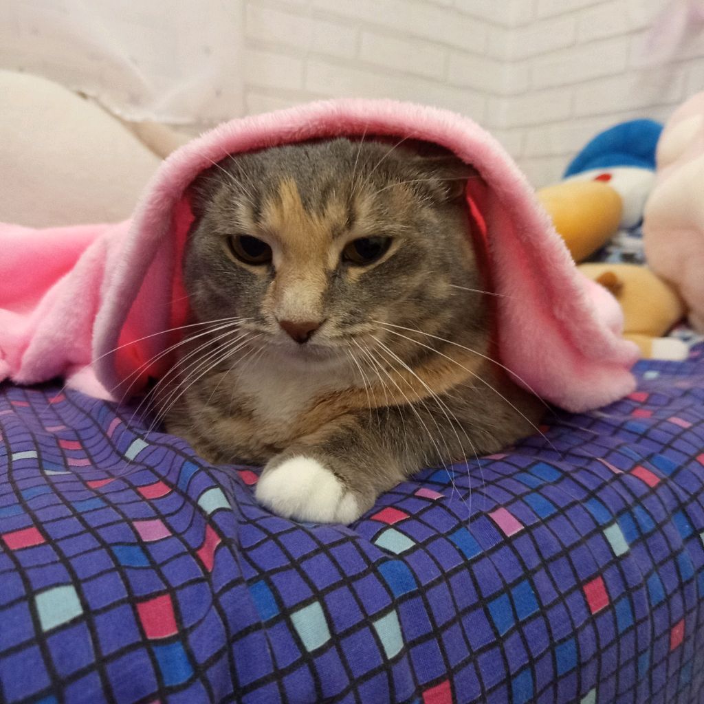 Иконка канала Моя кошка Маша🐱