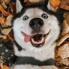 Иконка канала смех без тормозов