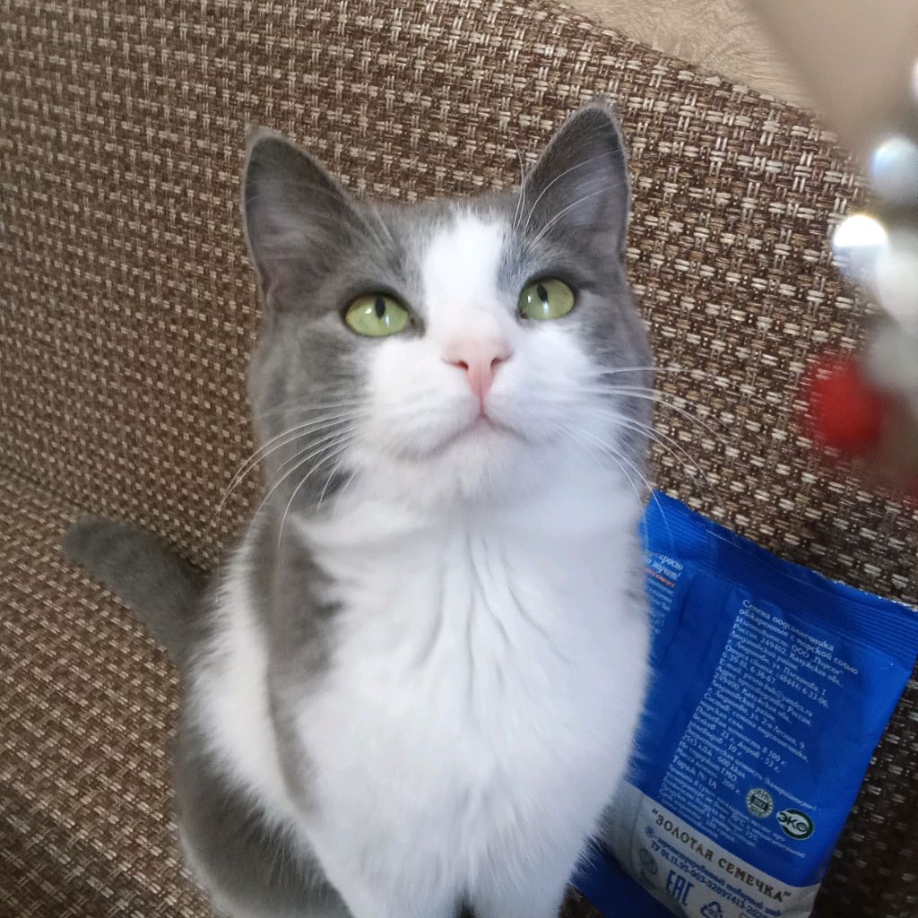 Иконка канала Adel Cat