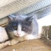 Иконка канала Все О котиках