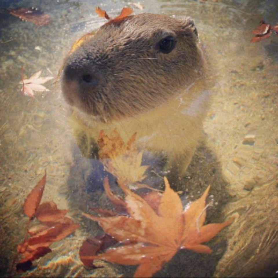 Иконка канала 🍂Капибара🍂