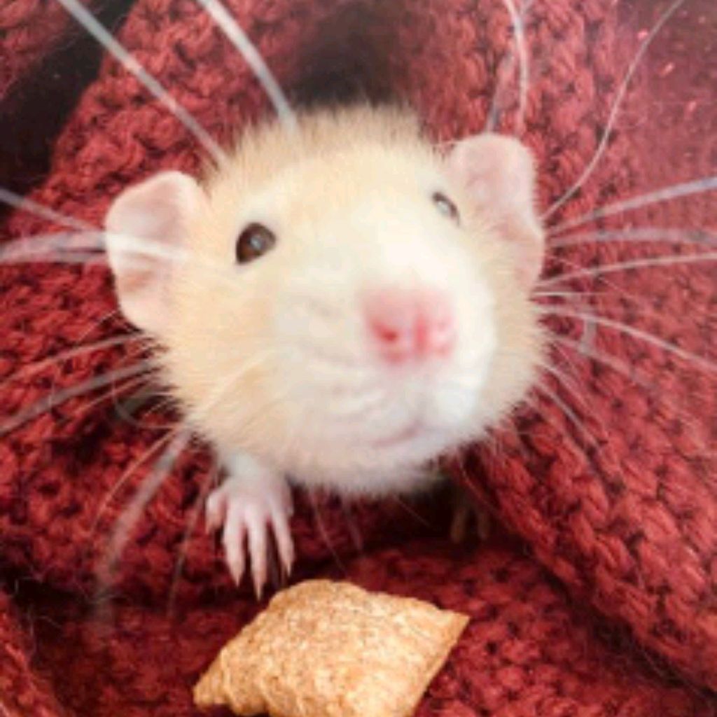 Иконка канала Крыска✨🧀stor🐭