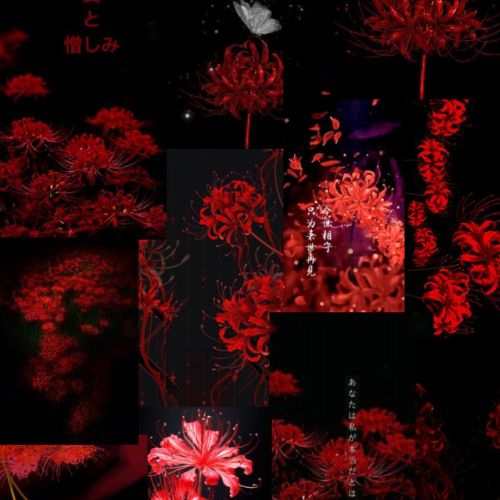 Иконка канала Spider lily