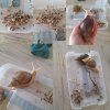 Иконка канала Улитосик.