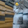 Иконка канала channel81307313