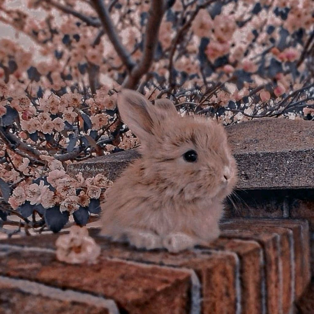 Иконка канала ~ Зая стор~🐇🐾~