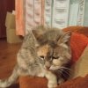 Иконка канала Кошка Варежка 😺