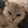 Иконка канала ЧилСаня