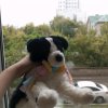 Иконка канала 🍁🐾Осенние Плюшки🐾🍁