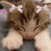 Иконка канала cat. oreo