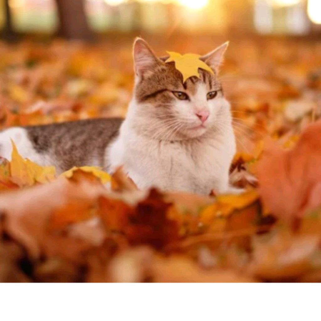 Иконка канала Осенний🍂  Котик:З🍦
