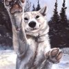 Иконка канала ▼•ᴥ•▼Волкадав^._.^