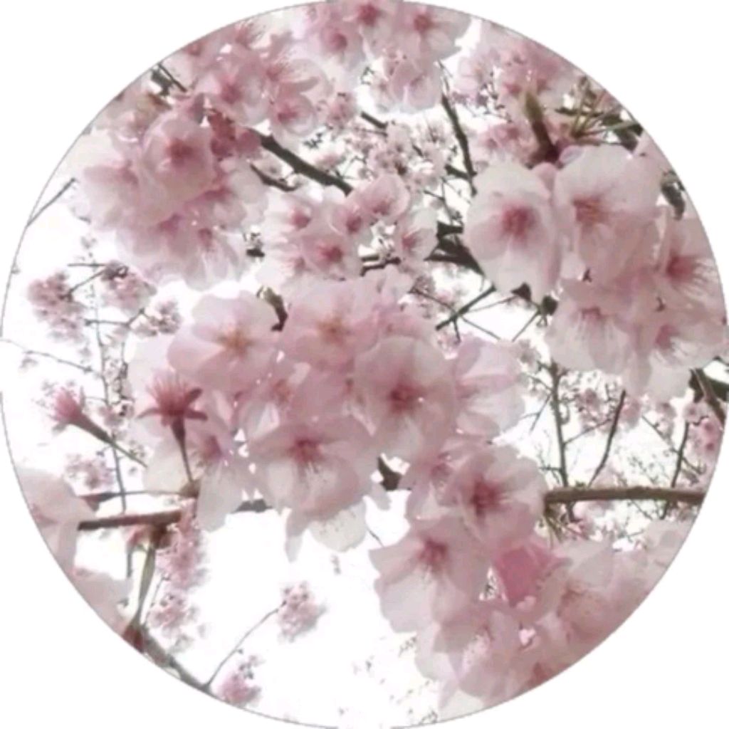 Иконка канала 🌸Sakura🌸