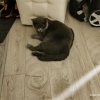 Иконка канала Кошка Буся