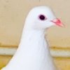 Иконка канала Nazar_golubi