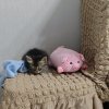 Иконка канала Кошка Муся