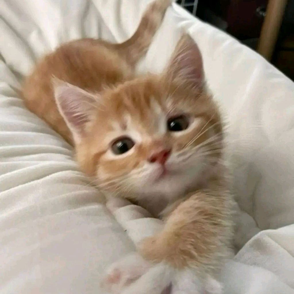 Иконка канала ♪кОтЁнОК★
