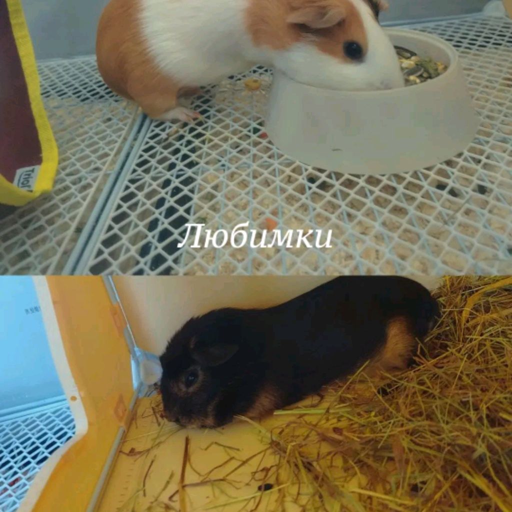 Иконка канала Свинкин Влооог🍁🍁🍁🍋