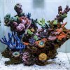 Иконка канала REEF PULSE Морской аквариум