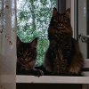 Иконка канала Два Кота И Саймон