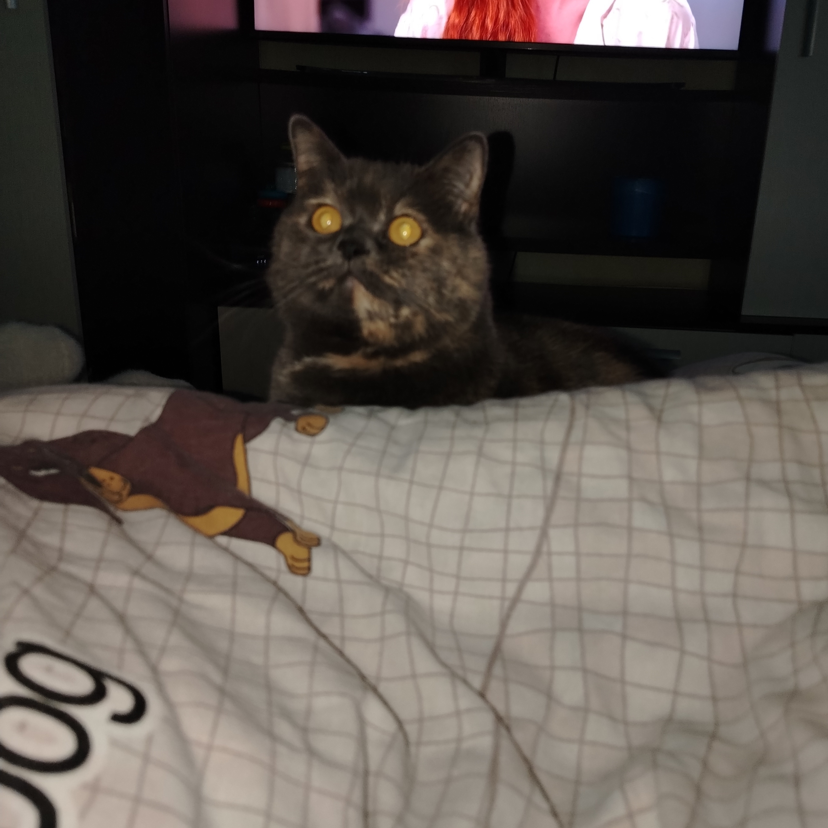 Иконка канала Котохаус 🐈