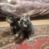 Иконка канала 🫖Чяйные Олабаи ,🐩🐕🦮🐕🦺🐶