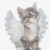 Иконка канала Angel веро