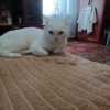 Иконка канала Weillop335