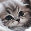 Иконка канала Мега Леонид С другом Мега Гордей