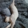 Иконка канала Котенок Айсик