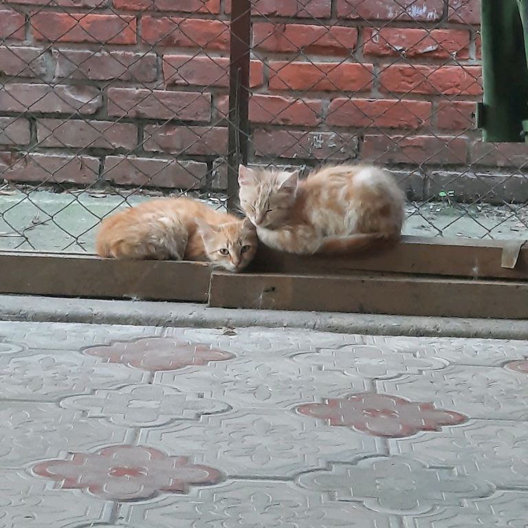 Иконка канала Pushok_Milashkovich