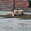 Иконка канала Pushok_Milashkovich