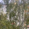Иконка канала mariel