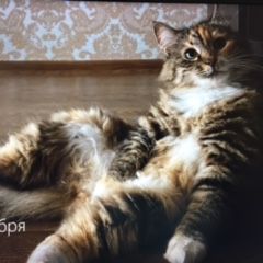 Иконка канала Кошечка Муся и кот Вася