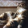 Иконка канала Кошечка Муся и кот Вася