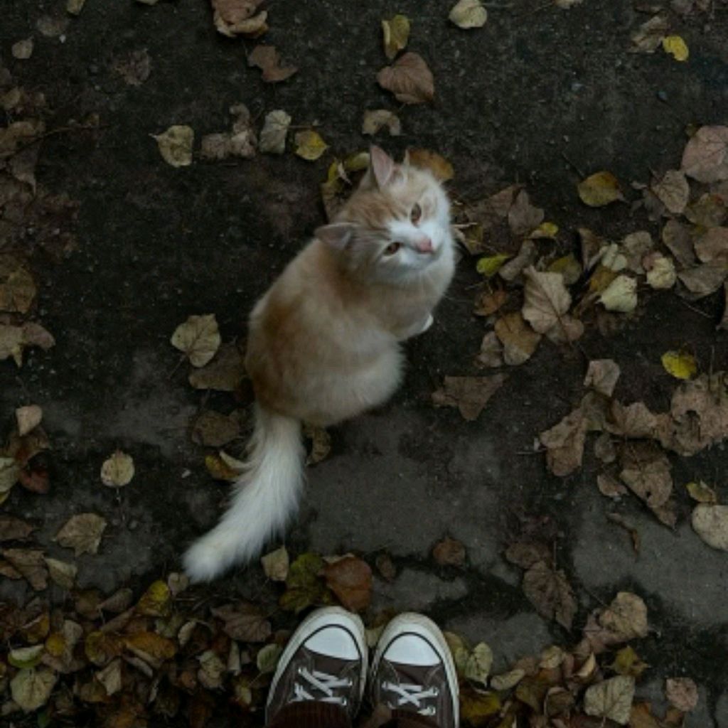 Иконка канала meowkaa