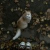 Иконка канала meowkaa