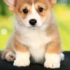 Иконка канала Super_corg