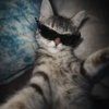 Иконка канала Котята Поясняют