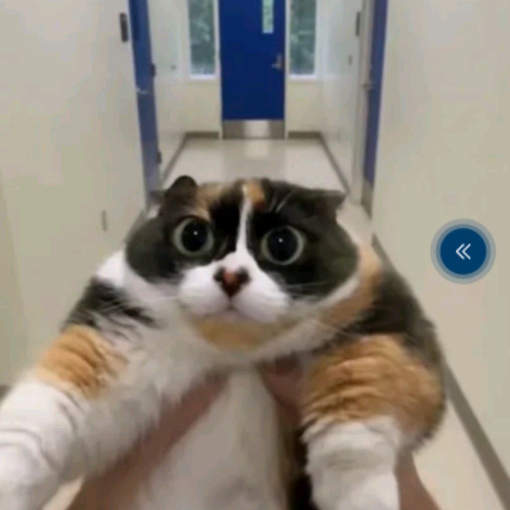 Иконка канала Котость
