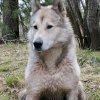 Иконка канала Урман