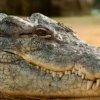Иконка канала Crocodile BS