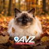 Иконка канала AVZ. Дайджест о здоровье животных