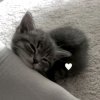 Иконка канала Котик(перезаливы)