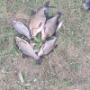 Иконка канала Щука волшебная.
